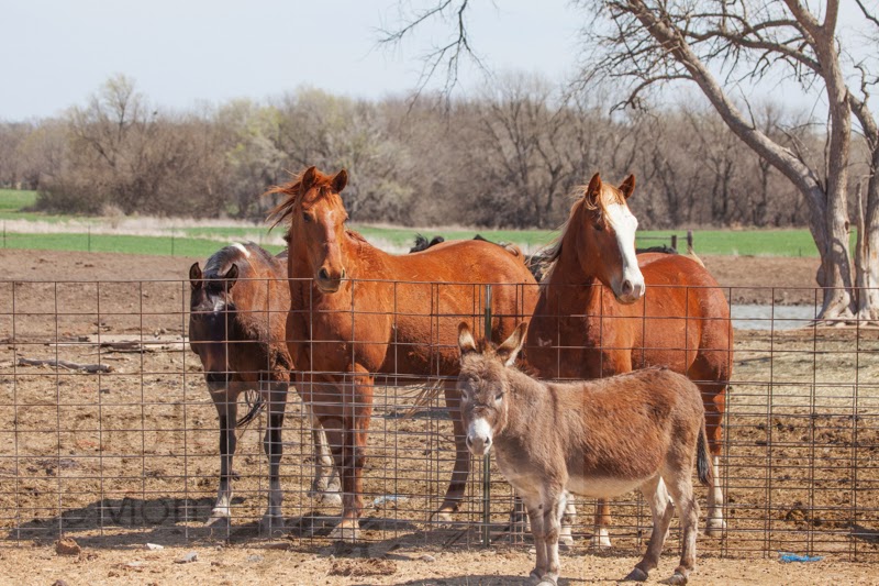 The Smith Ranch: Jane, head chief of a goat herd!
