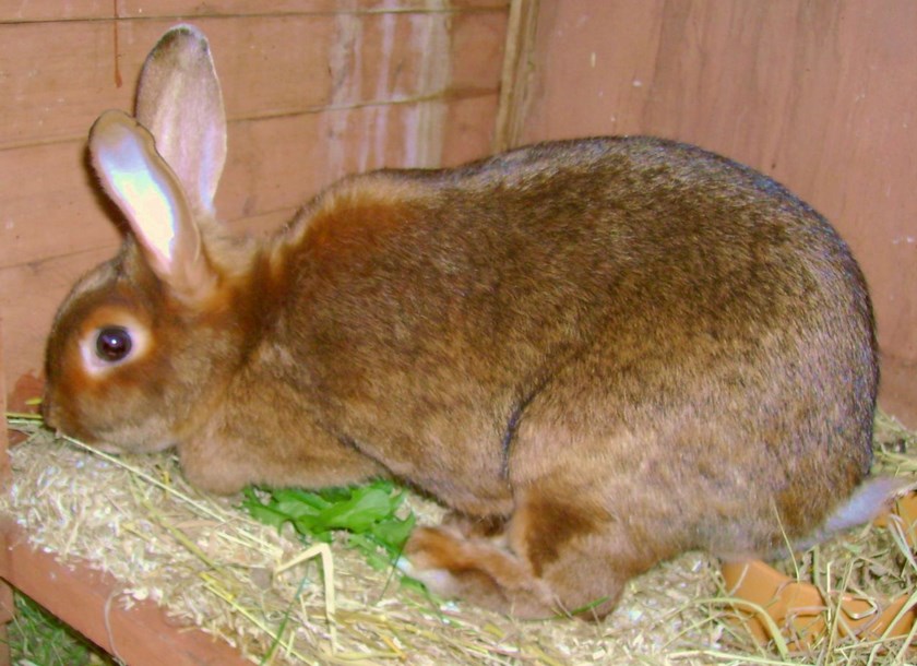 Jenis Jenis Kelinci Hias dan Peliharaan - Grup BudiDaya Pertanian