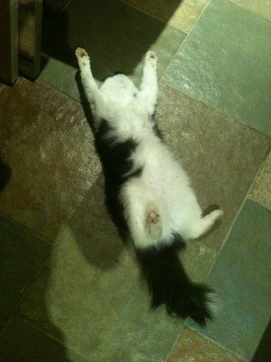 Satsugai Se-O: Cat planking