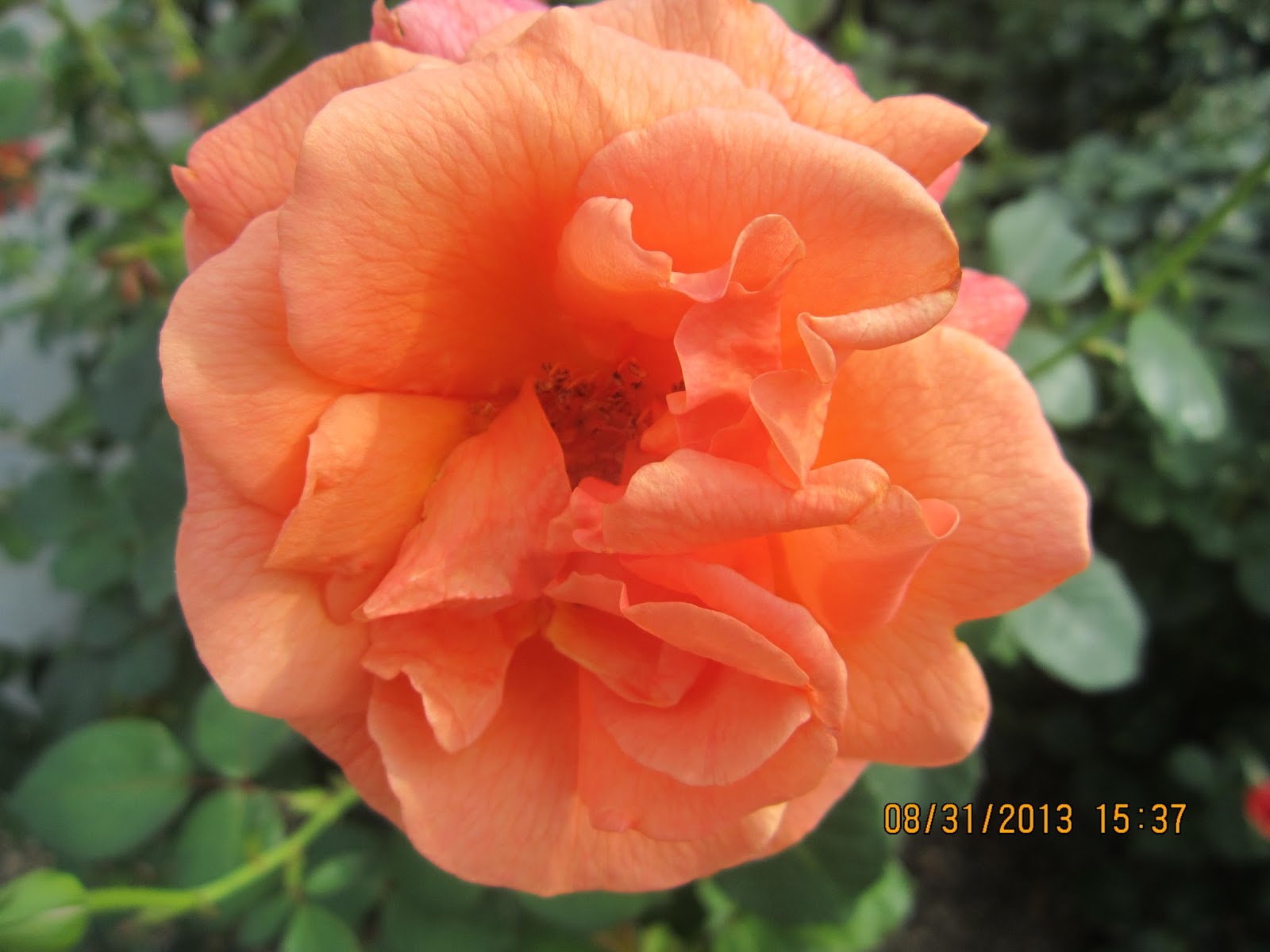 Beautiful World and A Novice Naturalist: Longwood Garden -- Roses and ...
