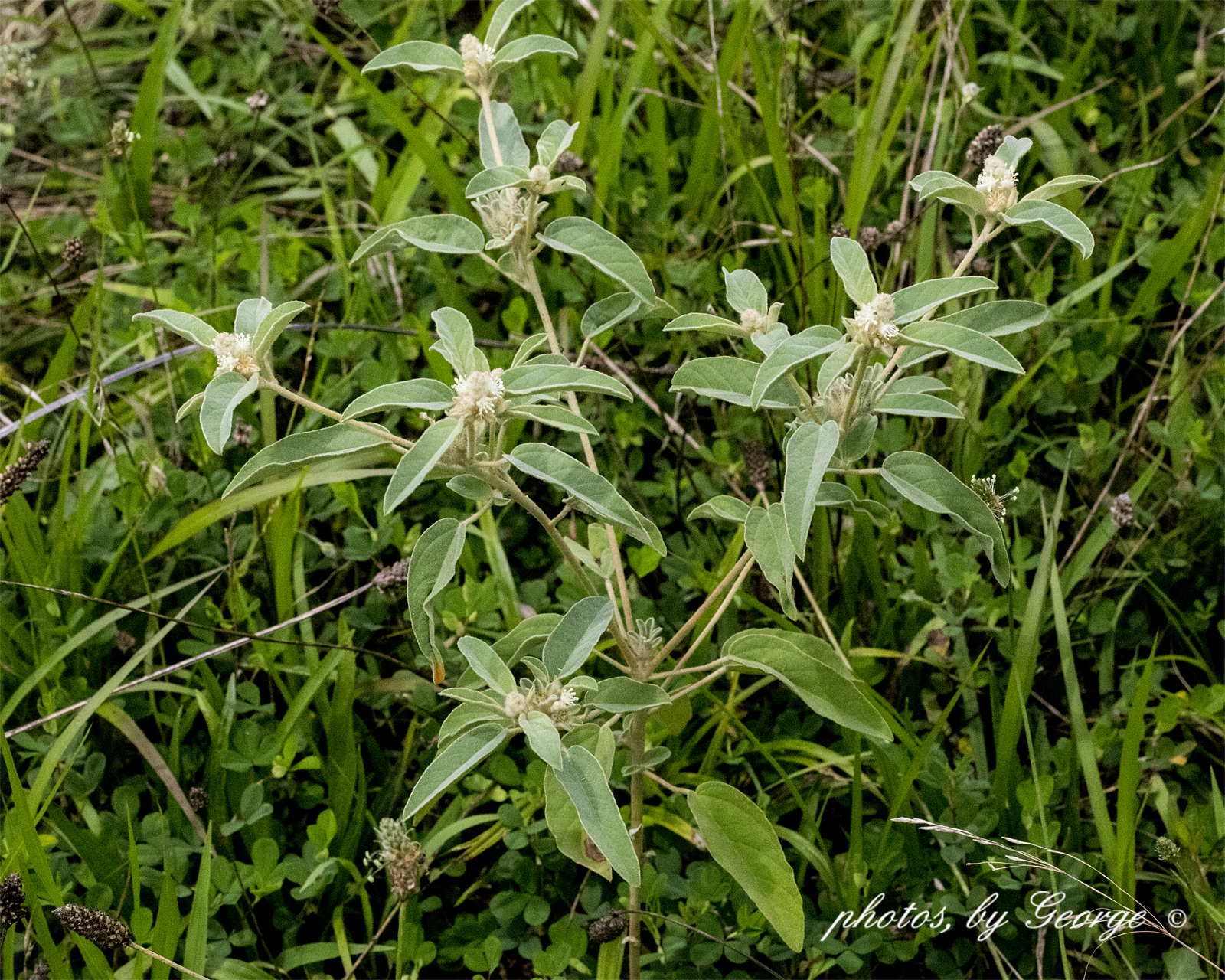 "What's Blooming Now" : Woolly Croton (Croton capitatus)