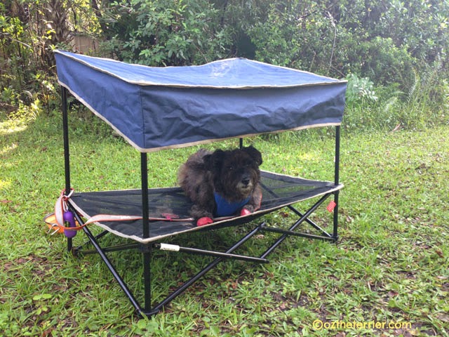 Outdoor Gear: Quik Shade Pet Shade | Oz the Terrier - Lifestyle Dog Blog