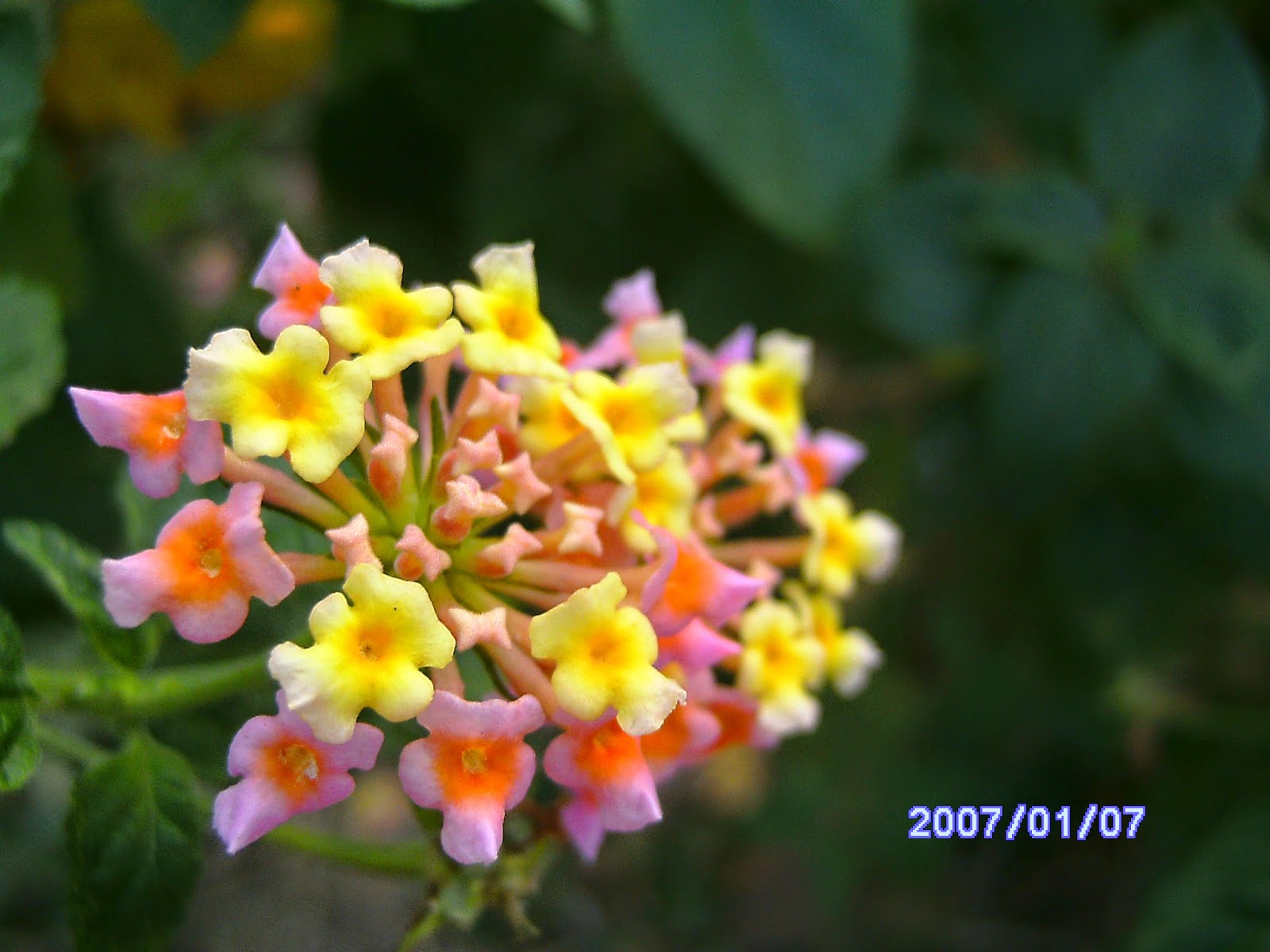 Flowers: January 2015