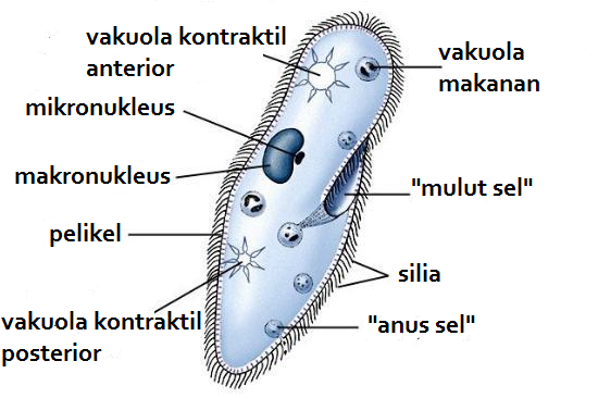 Ciri, Klasifikasi dan Peranan Protista (Protozoa, Alga, Mycota ...