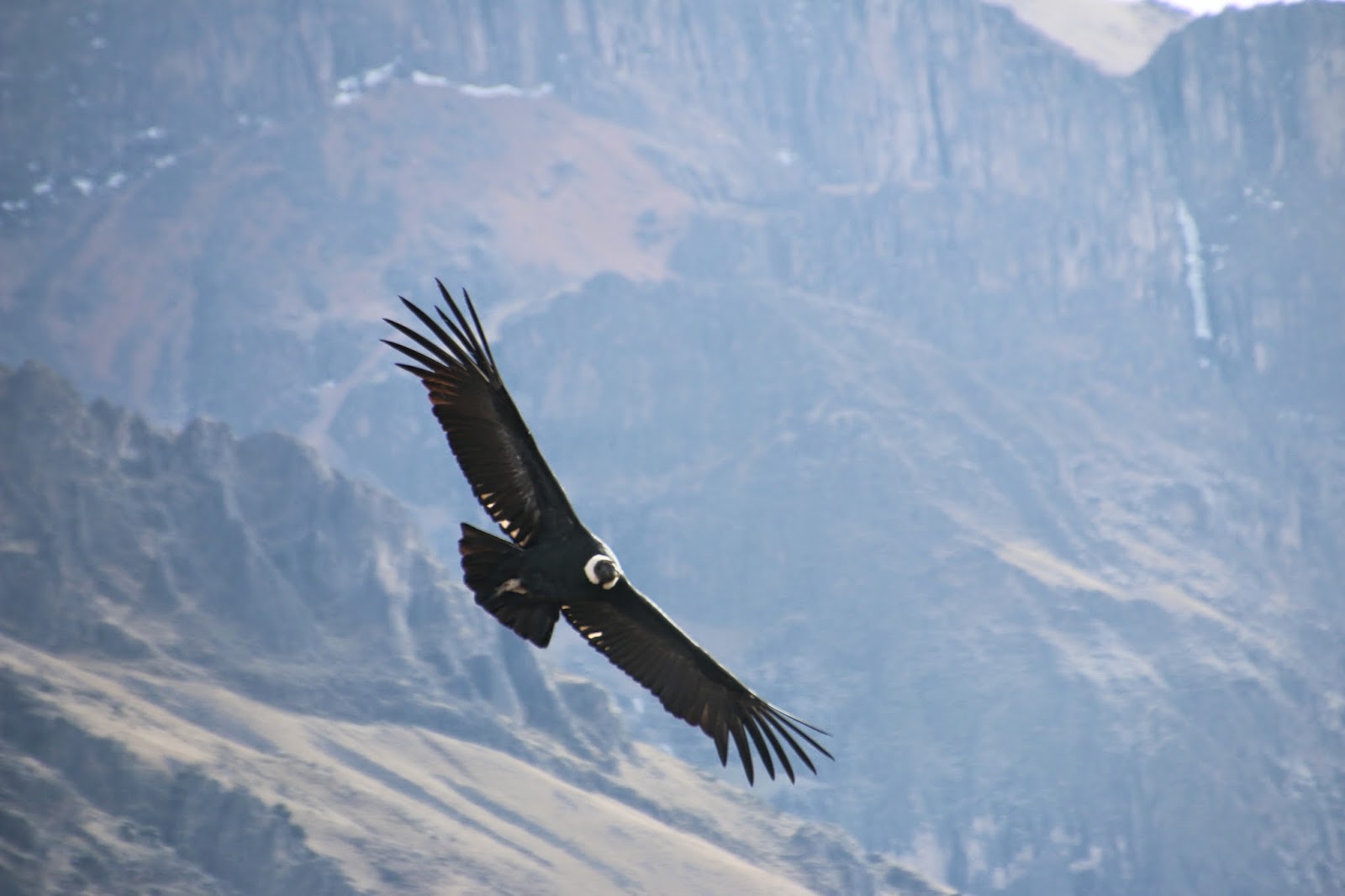 DECOUVERTE du PEROU: Les Condors