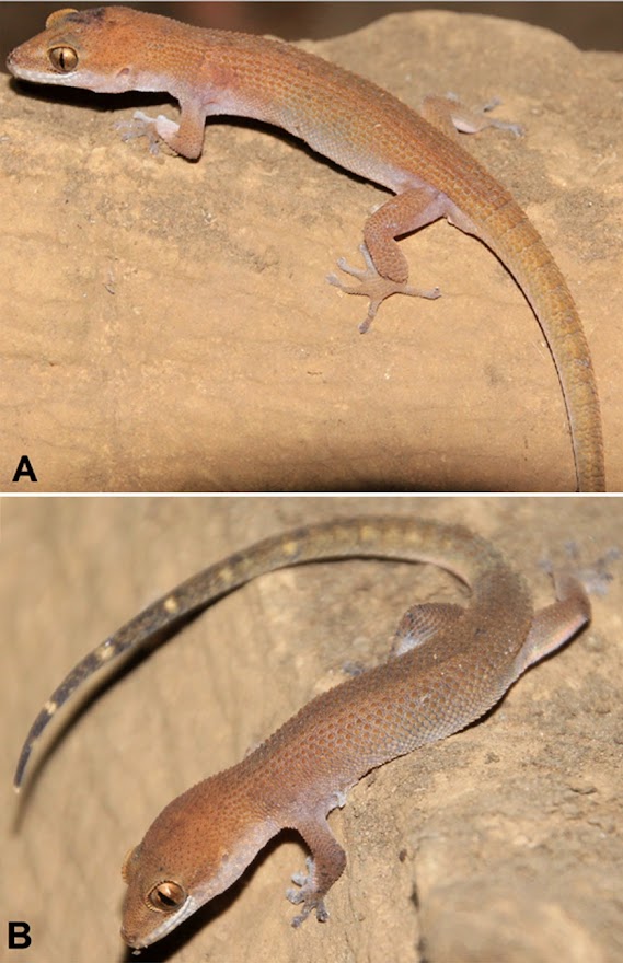 Species New to Science: [Herpetology • 2020] Dixonius lao • A New ...