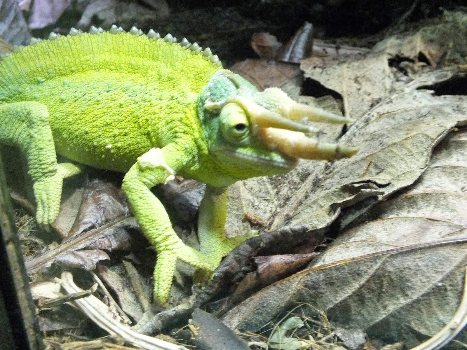 The Disillusioned Taxonomist: London Zoo - Reptile House