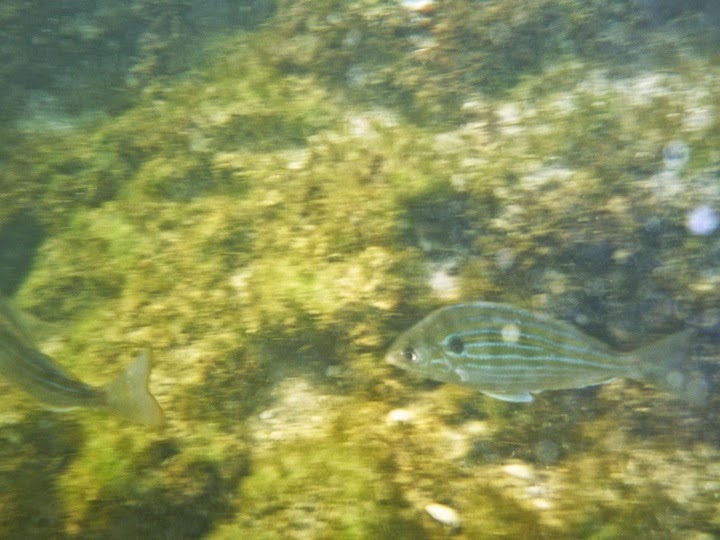 Marine Life: Pinfish