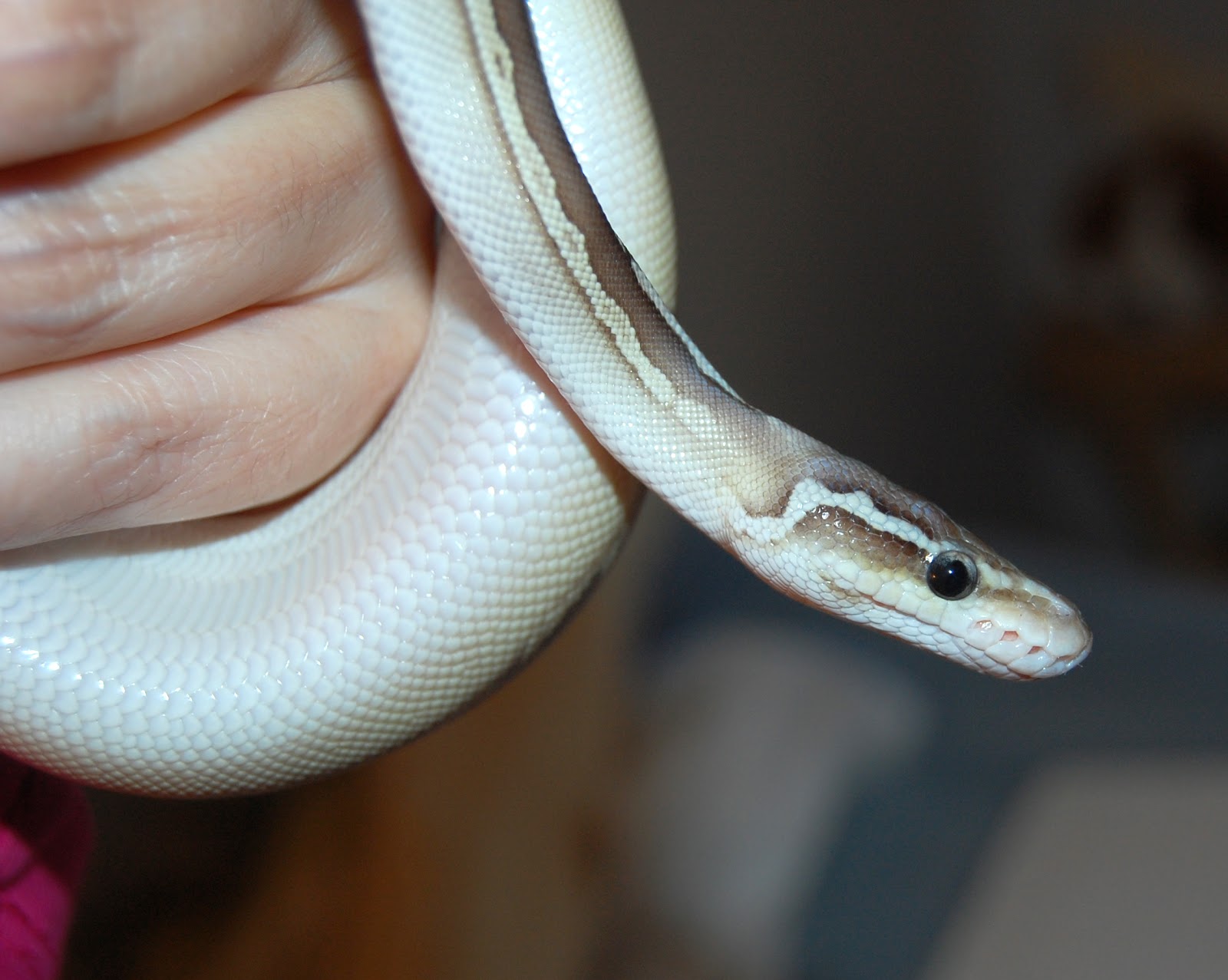 Art Life Newsblog: Cute New Member of the Family; Python Regius