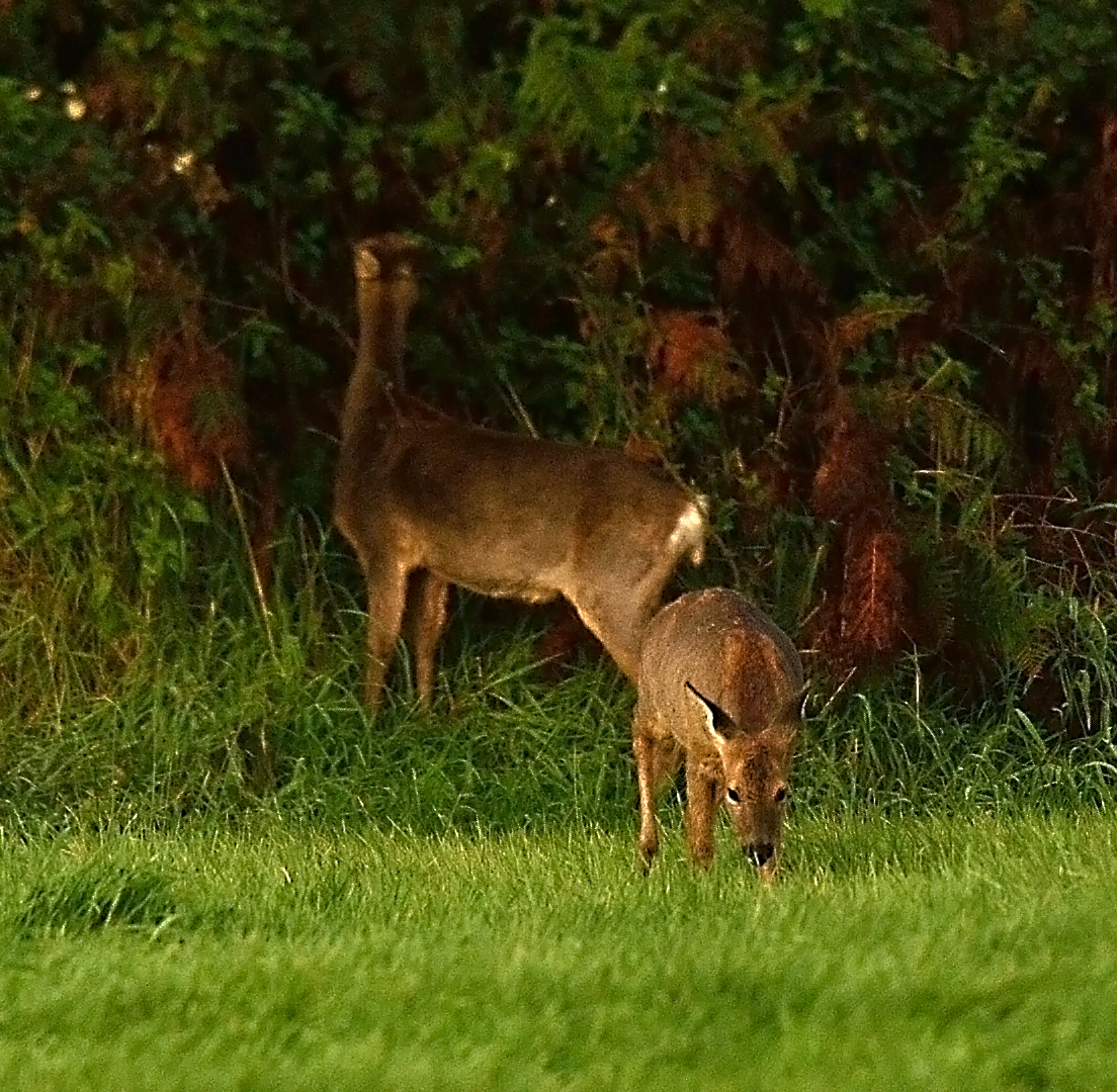 Alan James Photography : Working the browse line