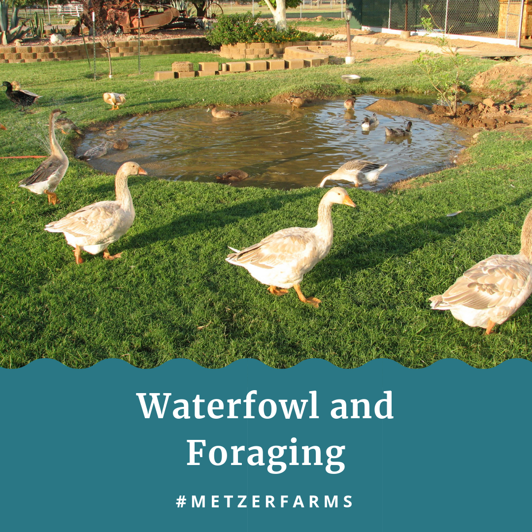 Metzer Farms Duck and Goose Blog