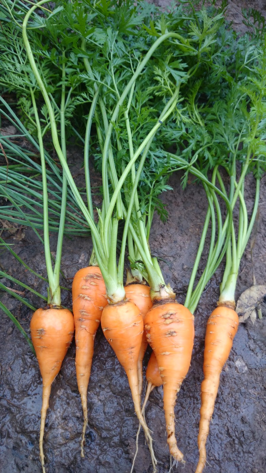 MENUAI LOBAK MERAH VARIATI DANVERS DI KBR - Rangkuman Cara Bertanam Lengkap