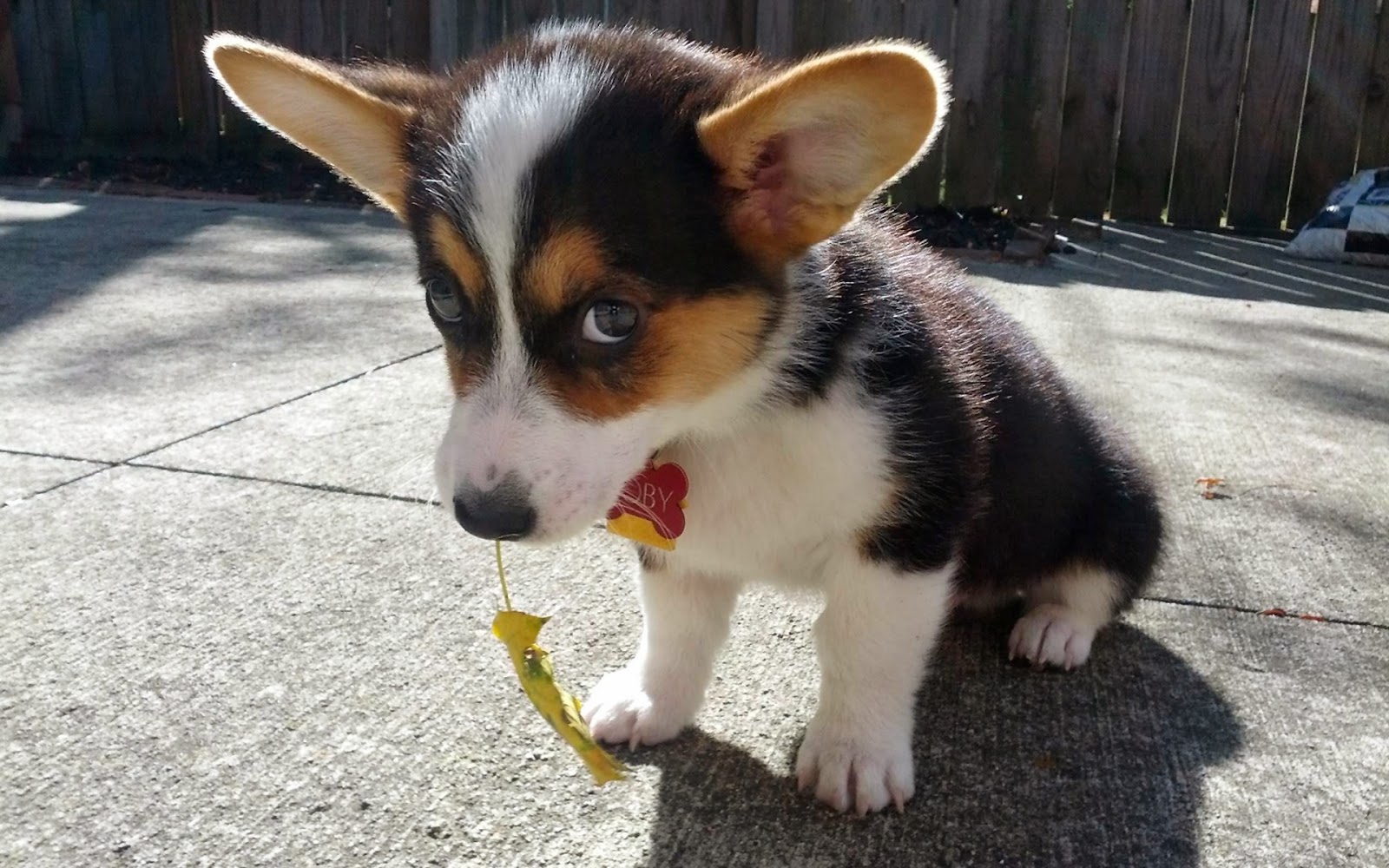 Hình nền động vật những chú cún con | Cute Girl Asian