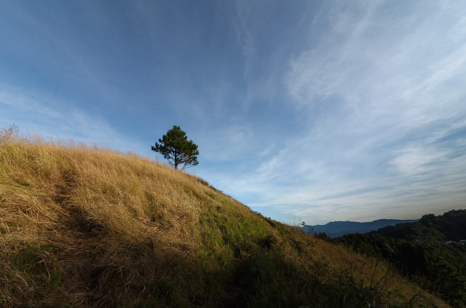 A Guide to Mount Ulap Cloud Mountain Ampucao Itogon Benguet | AvianQuests