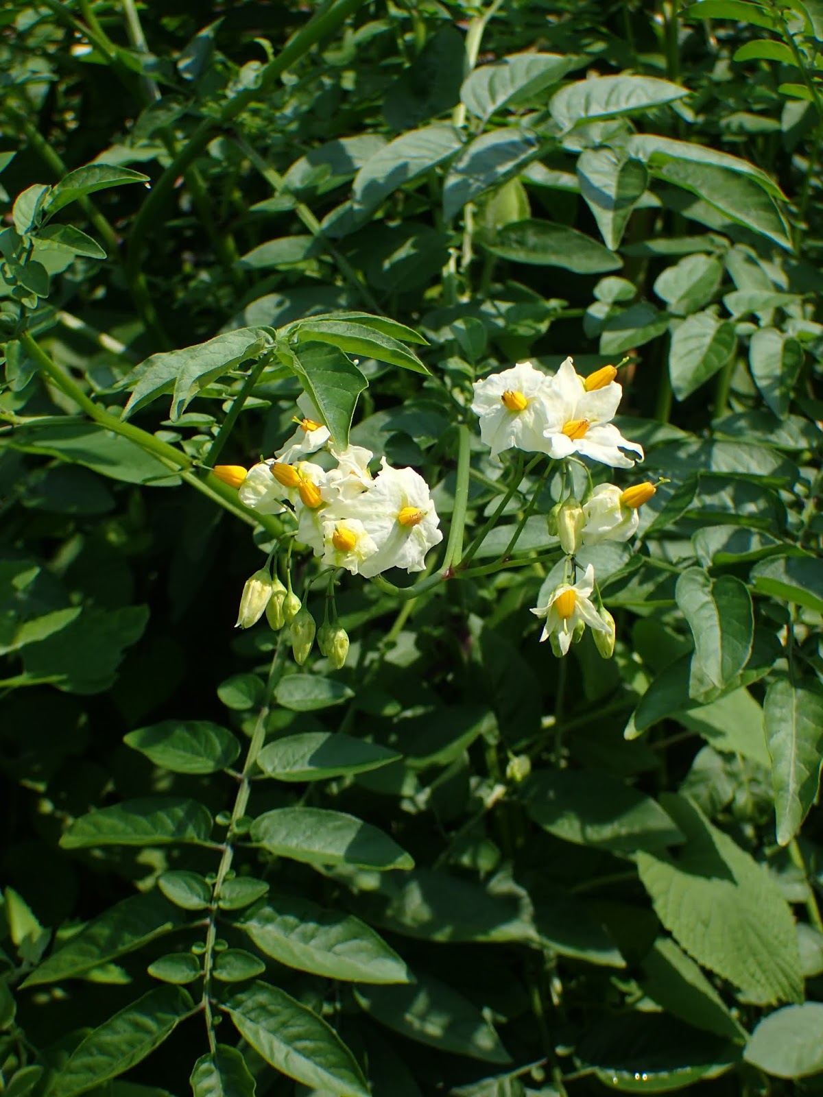 Scirpidiella's Plants: Wild potato species (Solanum sect. Petota) - part II