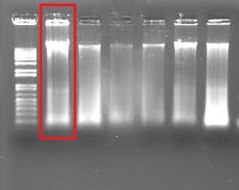 Biology Expert Since1990: DNA isolation Protocol, DNA From Bacteria