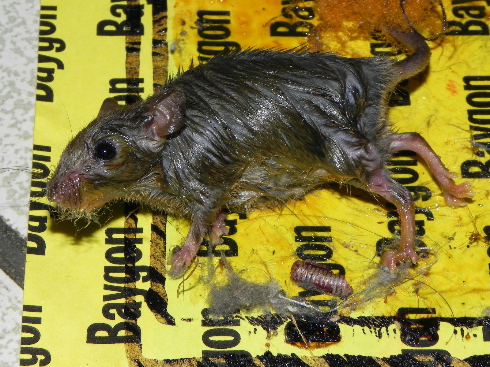 Rat Caught By a Baygon Fly Trap