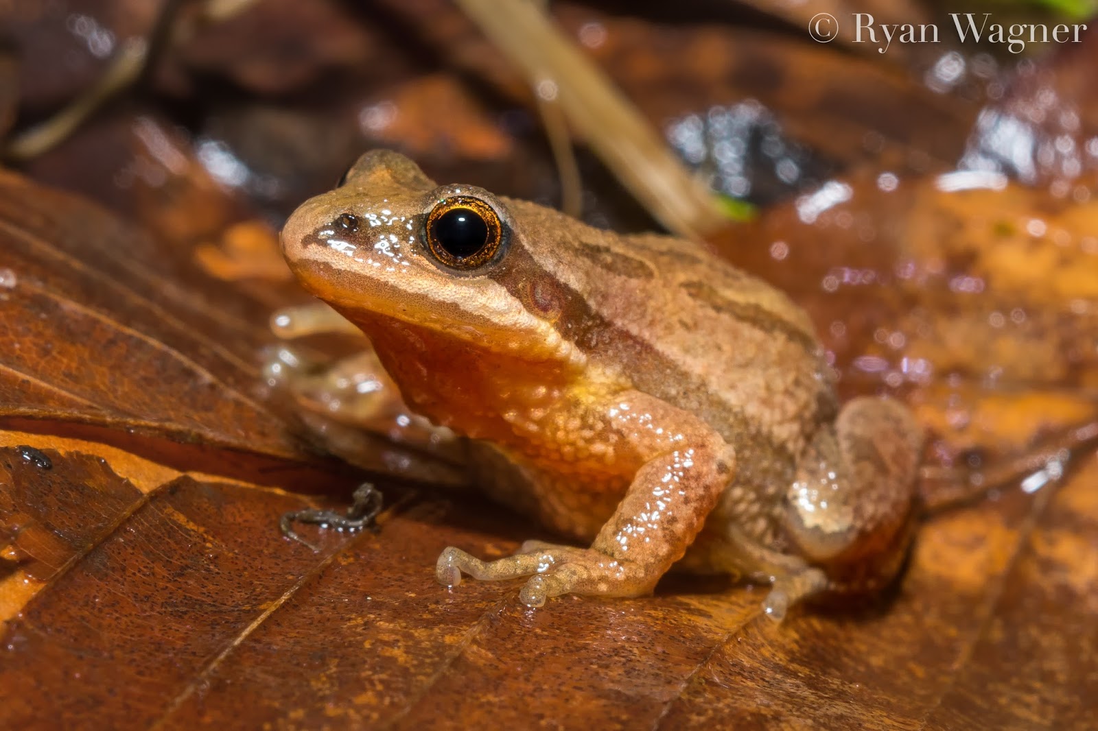 Field Life: March 2018