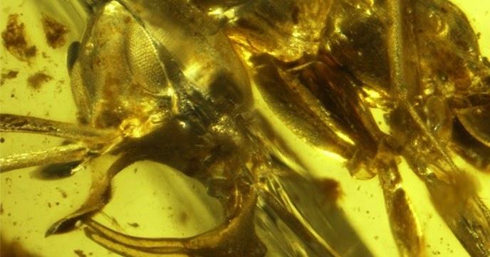 Species New to Science: [PaleoEntomology • 2017] Linguamyrmex vladi • A ...