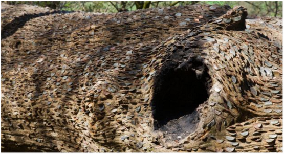 Misteri Ribuan Duit Syiling Tertanam Dalam Batang Pokok - CariDotMy