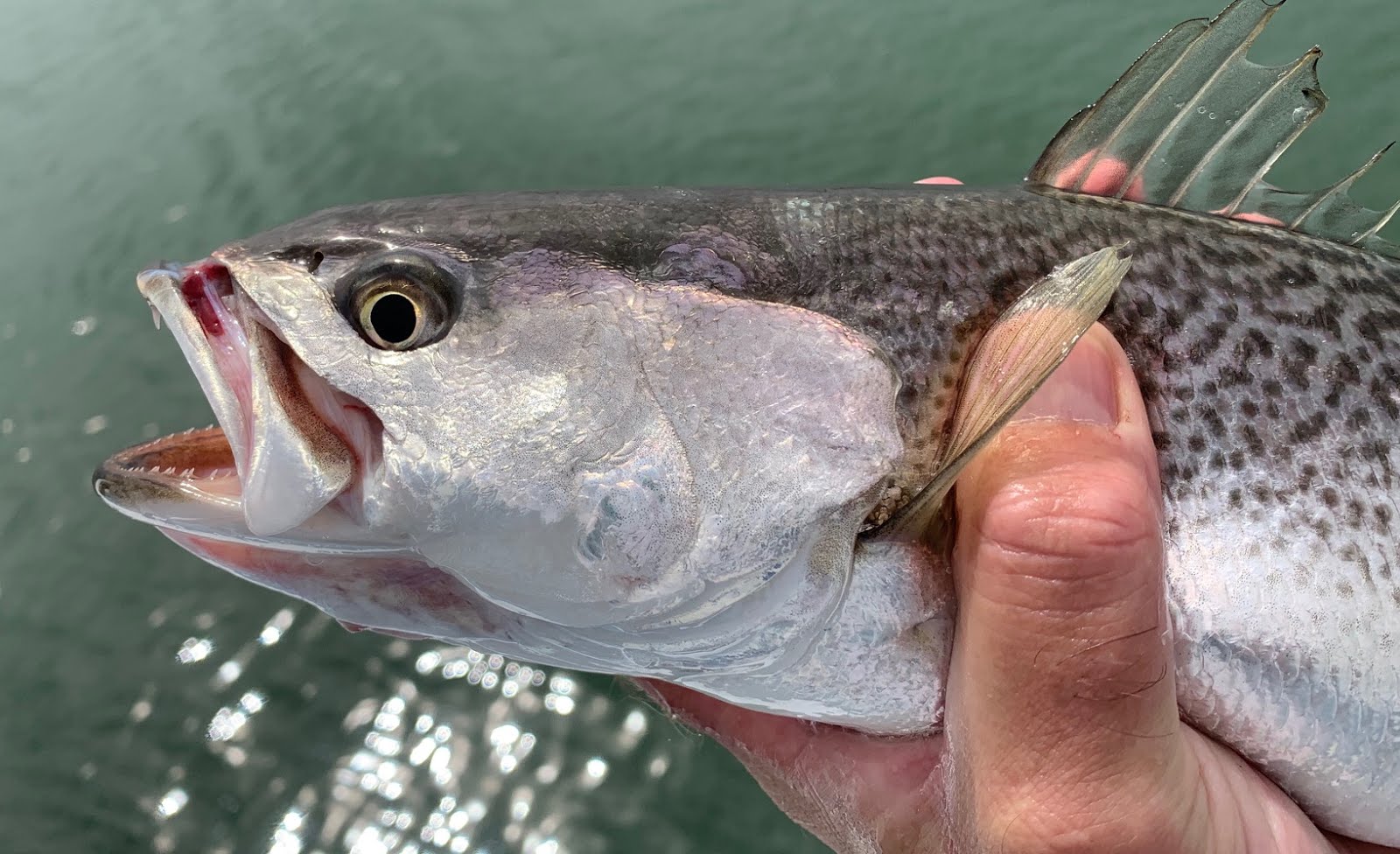 Jersey Cape Guide Service: Weakfish