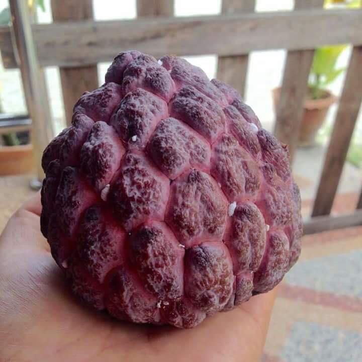 POKOK BUAH NONA PURPLE