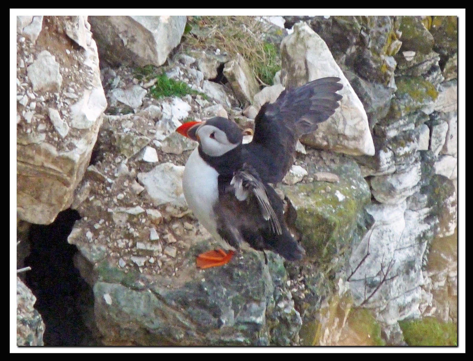 Wild and Wonderful: Beautiful Birds: Puffins at RSPB Bempton Cliffs