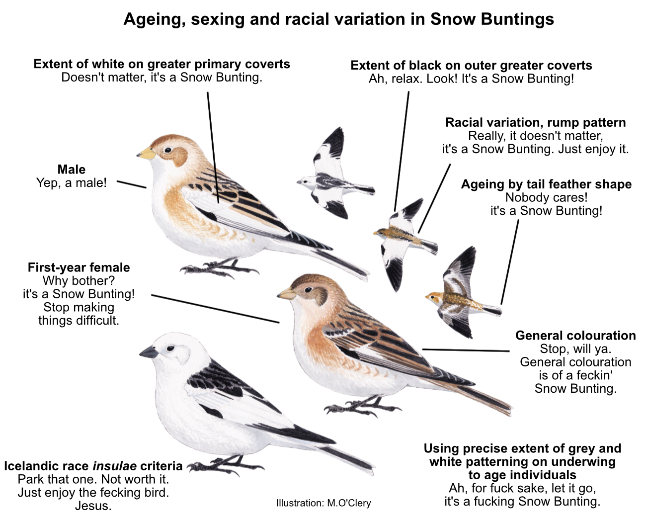 Kerry Birding: There's no bunting like a Snow Bunting