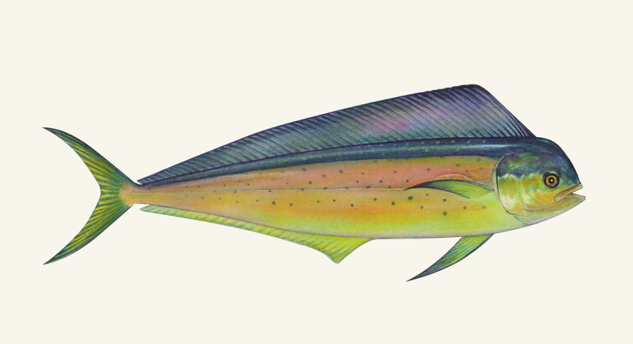 PLAAN : Perico - Coryphaena hippurus