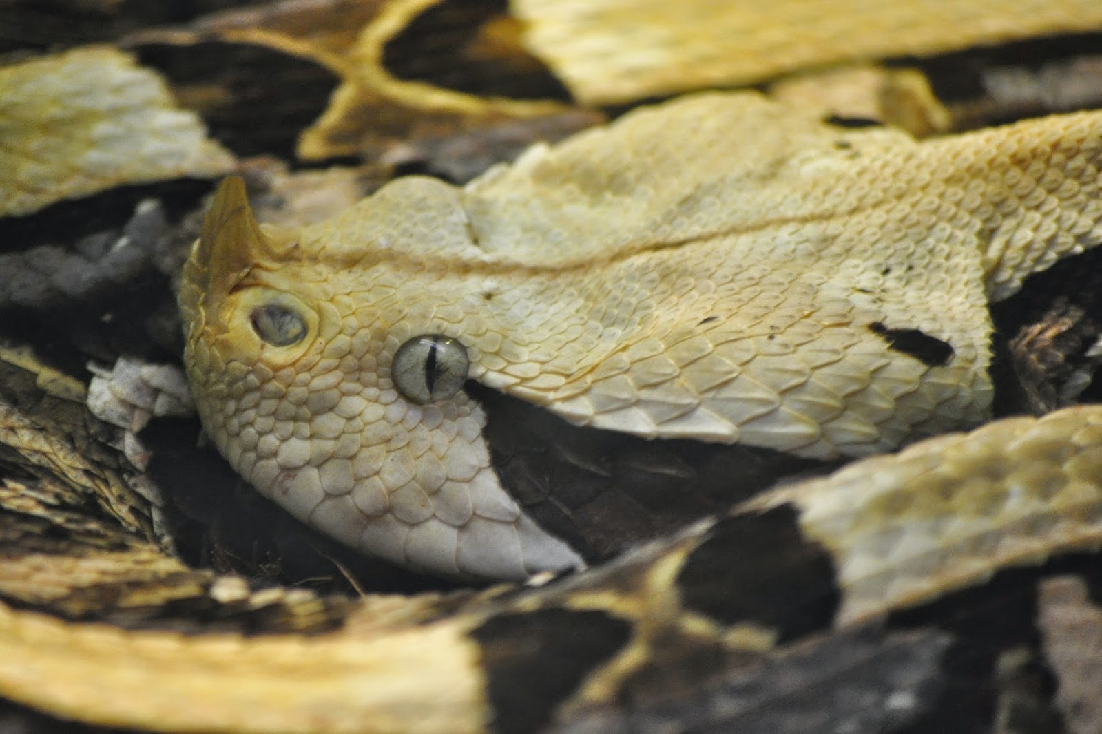 ZOOTOGRAFIANDO (6.100 ANIMALS): VÍBORA RINOCERONTE DEL GABÓN / WESTERN ...