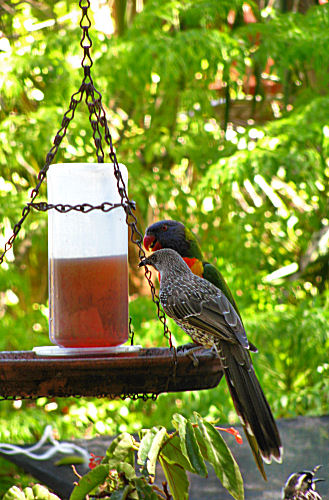 backyard birds |Zoo Animals