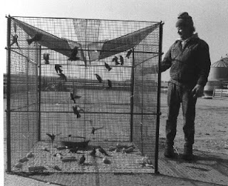 Cara Membuat Jebakan Burung | Arena Burung