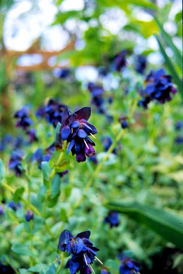 Dr. Dan's Garden Tips: True Blue