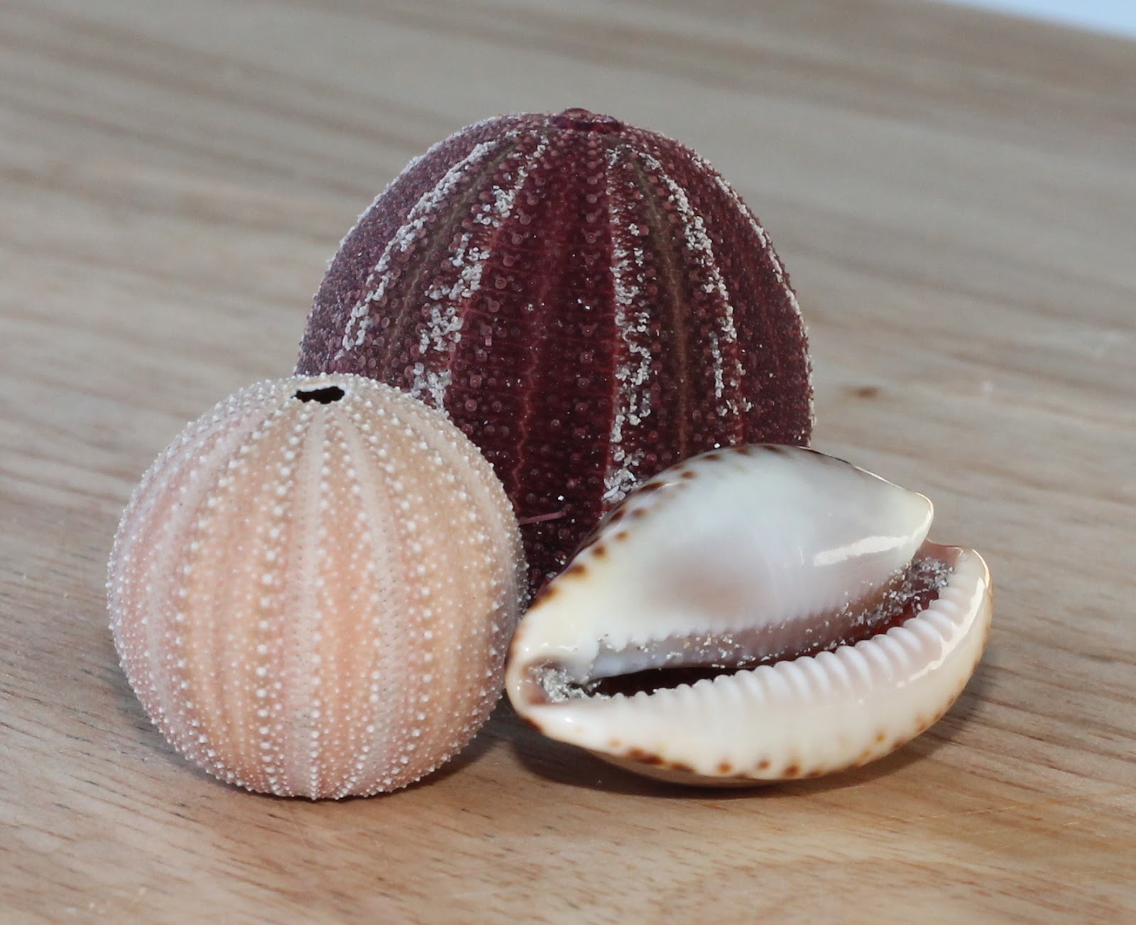 Mike and Alana's big drive: Sea Urchins and Cowrie Shells