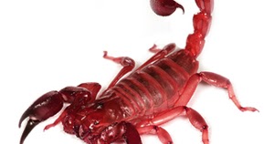 Adventures under the Dark Sun: Fire Scorpion