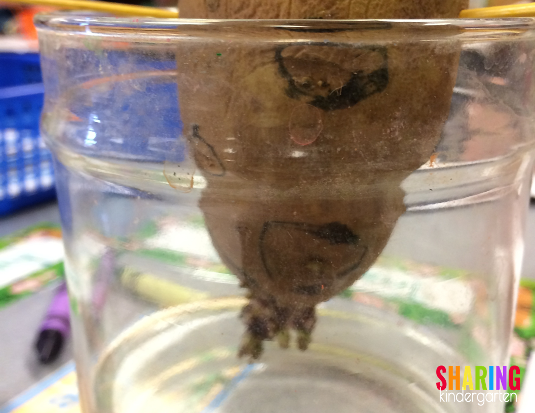 Freebielicious: St. Patrick's Day FREEBIE Potato Project