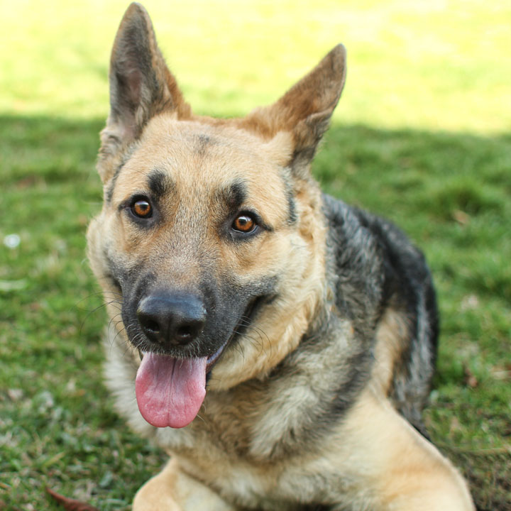 Jimmy - German Shepherd Dog