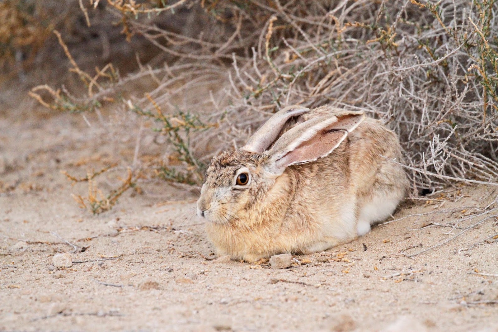 Philly Bird Nerd : Arabian Nights