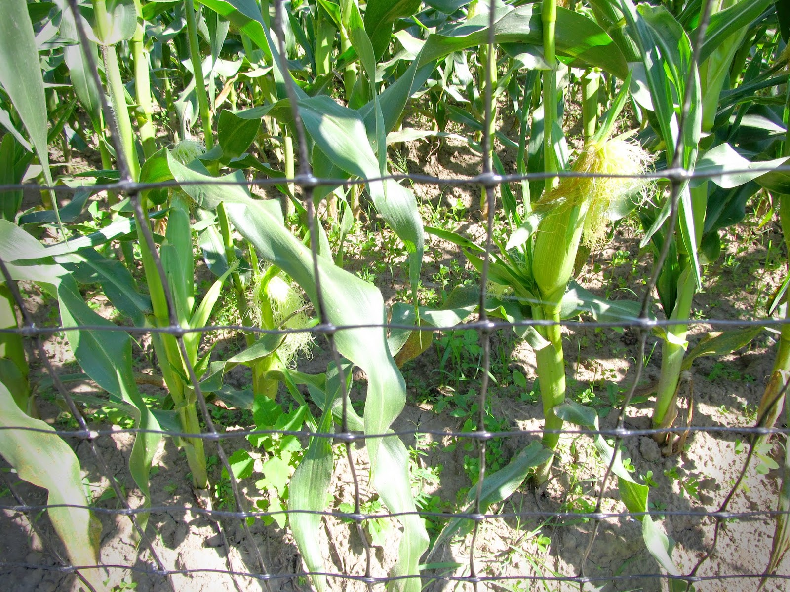 Harmony Valley Farm: Sweet Corn & The Science Behind the Selection