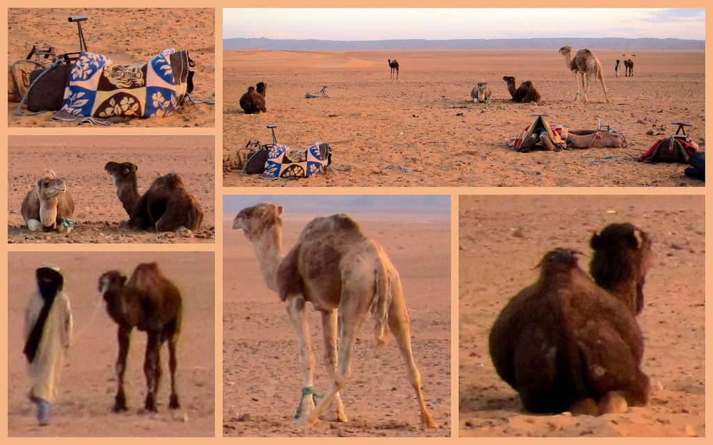 Shinichiro's Blog: One Shot