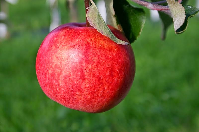 Adams Eple: Klump i munnen