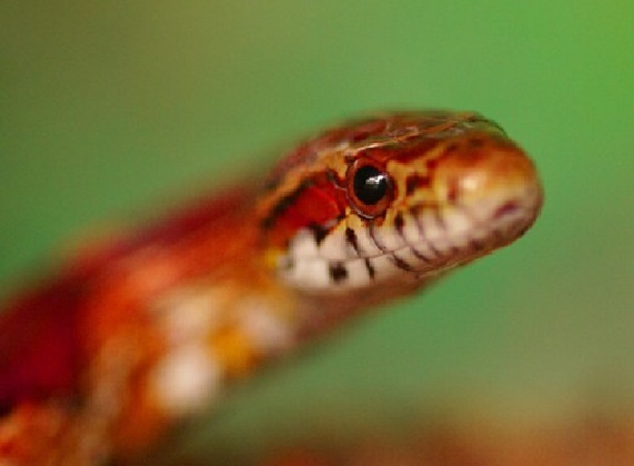 Our Beautiful World: Beautiful red snakes