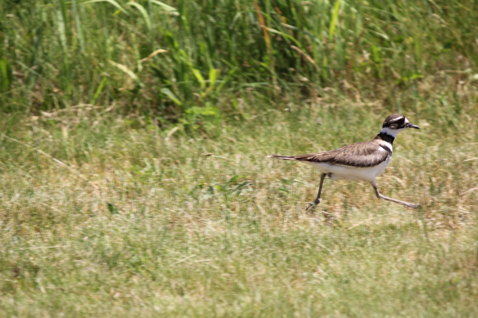Isabella Conservation District Environmental Education Program ...