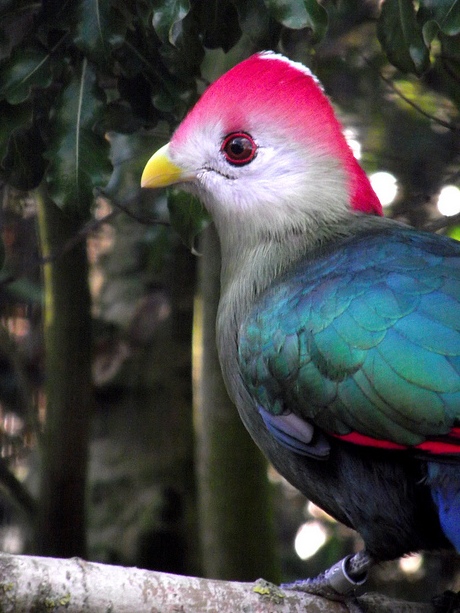 mainly mongoose: Archaeopteryx meets Priscilla