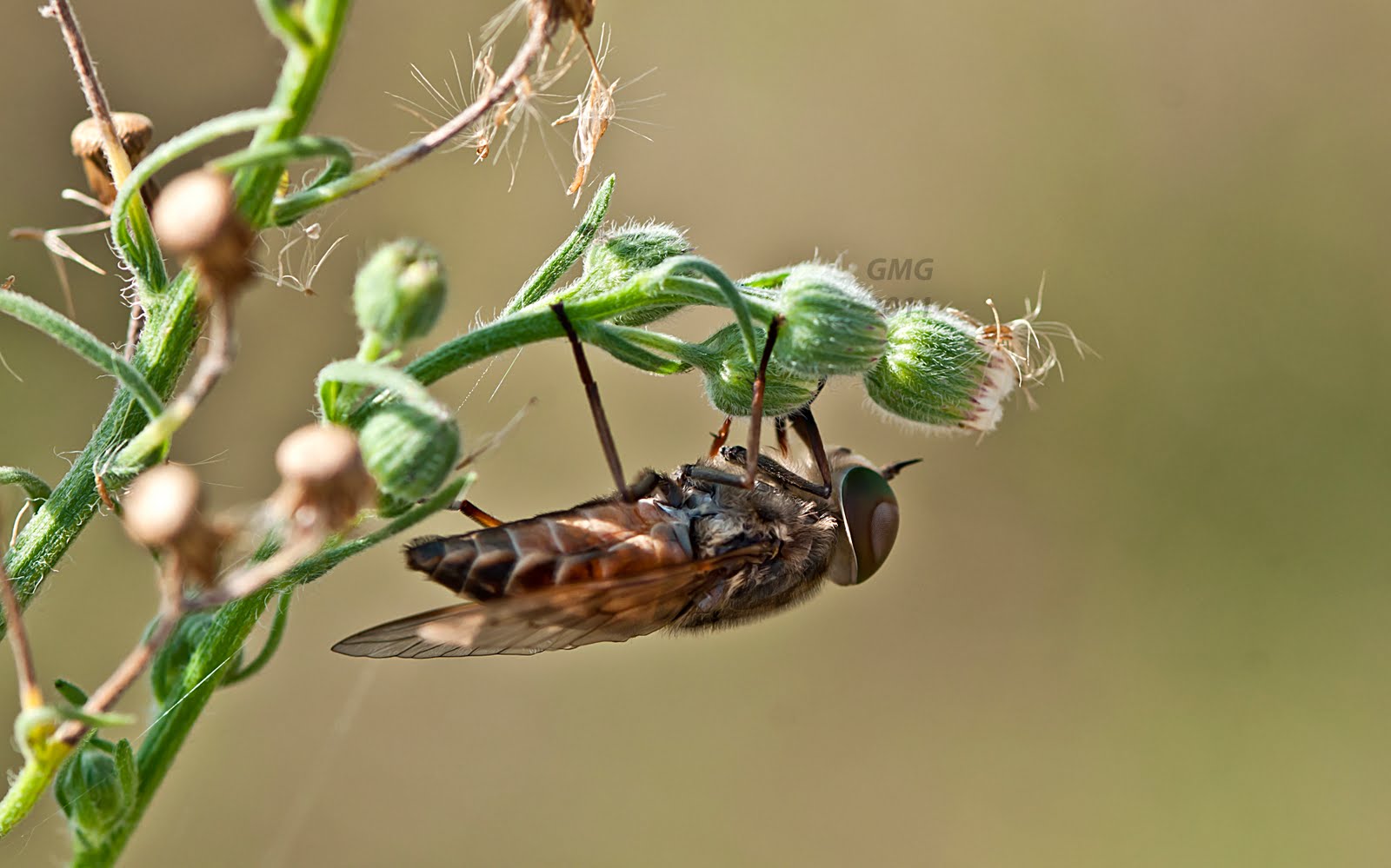 Fotografía de Naturaleza : Tábano macho