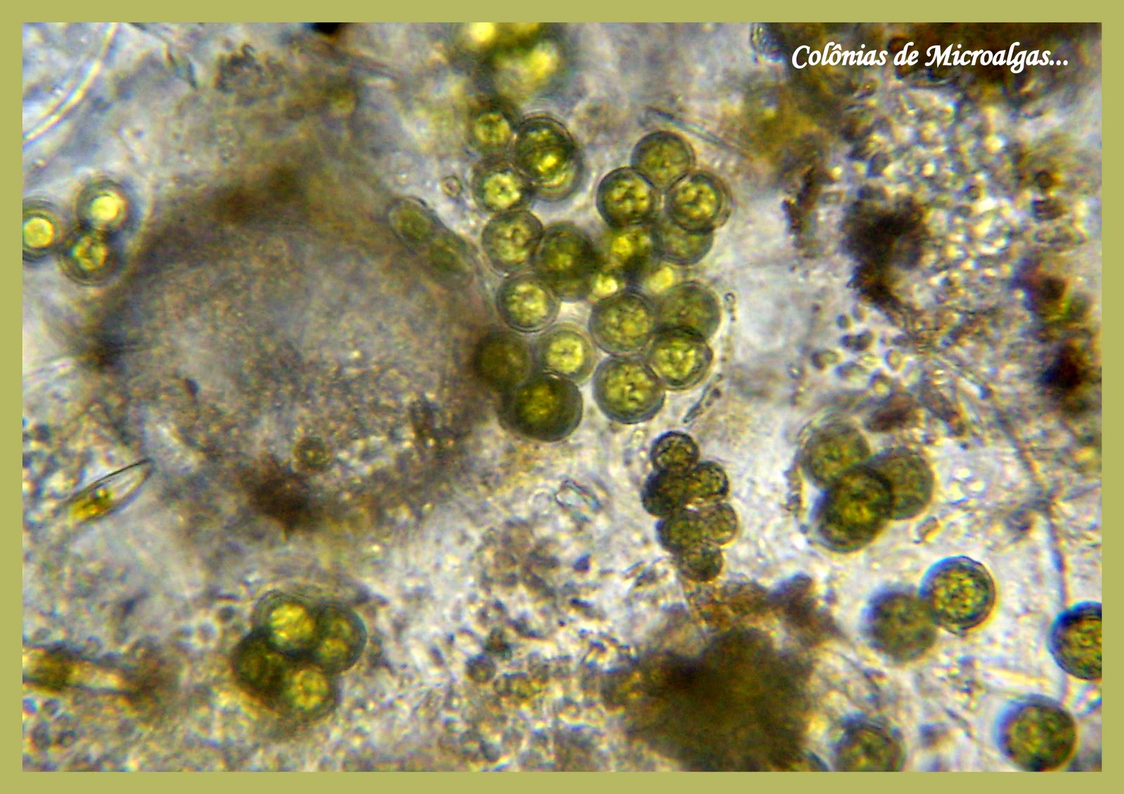 Cultivo de Microalgas em Fotobiorreatores: Microalgas... Colônias...