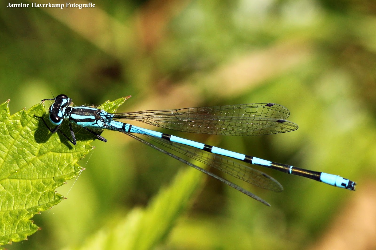 IVN-Bijentuin: Coenagrion waterjuffers / libelles