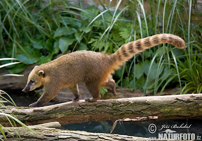 Coati | Wildlife Fact-Info and New Photos | The Wildlife