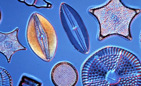Biodiversity Science: Barcoding Diatoms