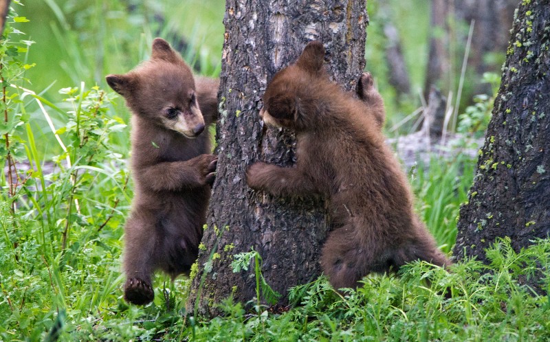 White Wolf : Adorable snaps of bear cubs playing peek-a-boo will melt ...